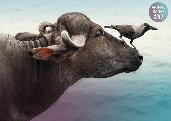 Animal Rahat's 2017 Annual Review: Compassion for All - Animal Rahat