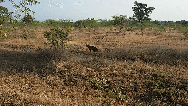 Jackal Lives to Ring In the New Year - Animal Rahat
