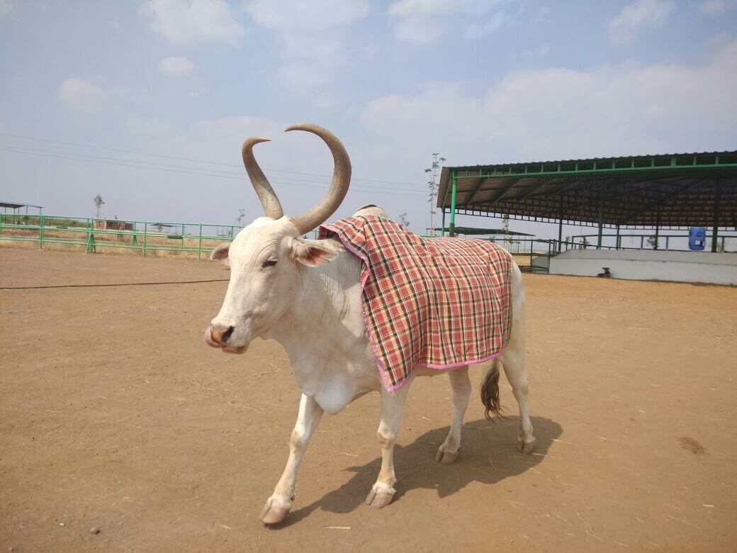 Yes, There Is Winter in Sangli! - Animal Rahat