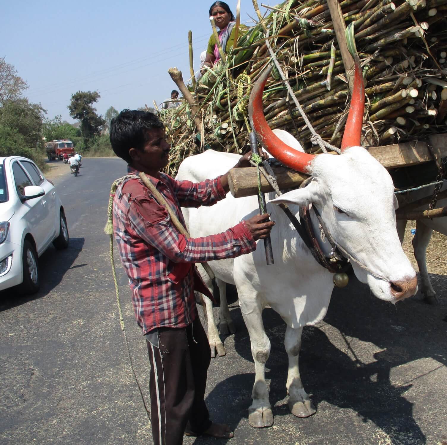 Ending Illegal Practices Through Outreach - Animal Rahat