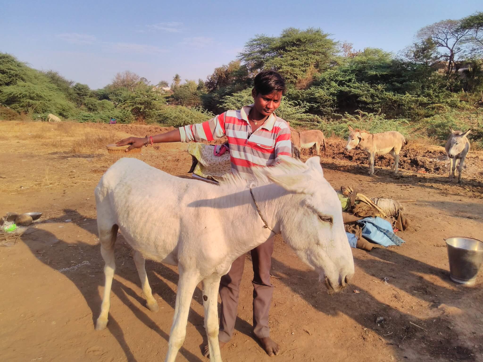 Five More Brick Kilns to Be Mechanized Means Retirement for 75 Donkeys ...