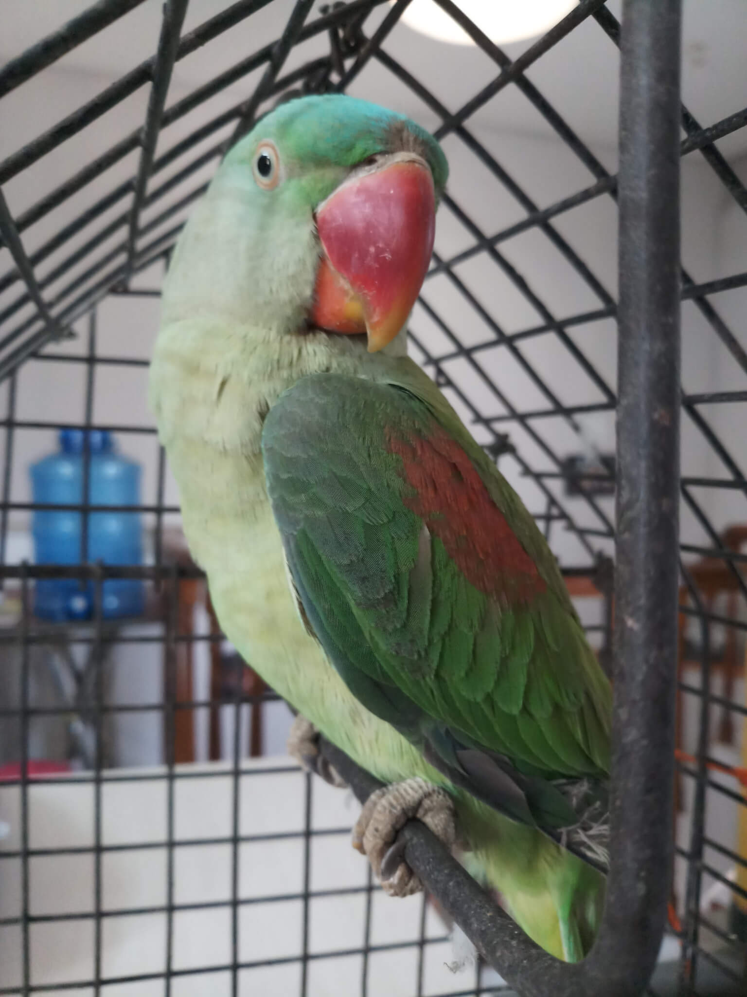 A Return to the Skies for Two Rescued Birds - Animal Rahat