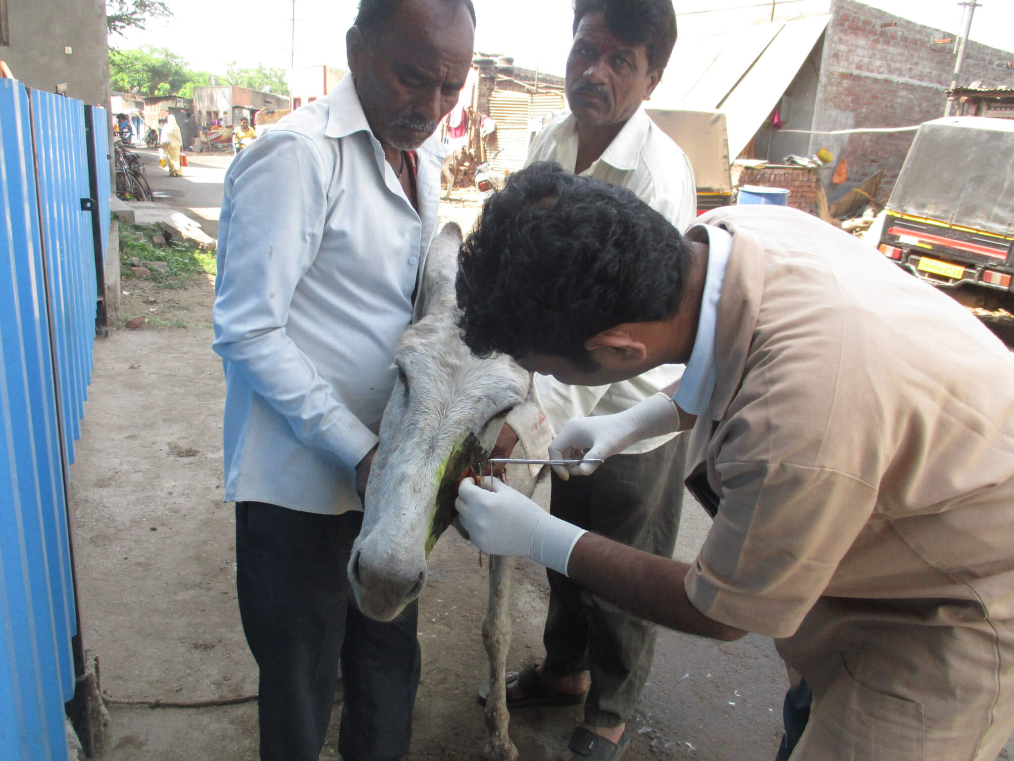 More Than 300 Donkeys Treated in a Single Month! - Animal Rahat