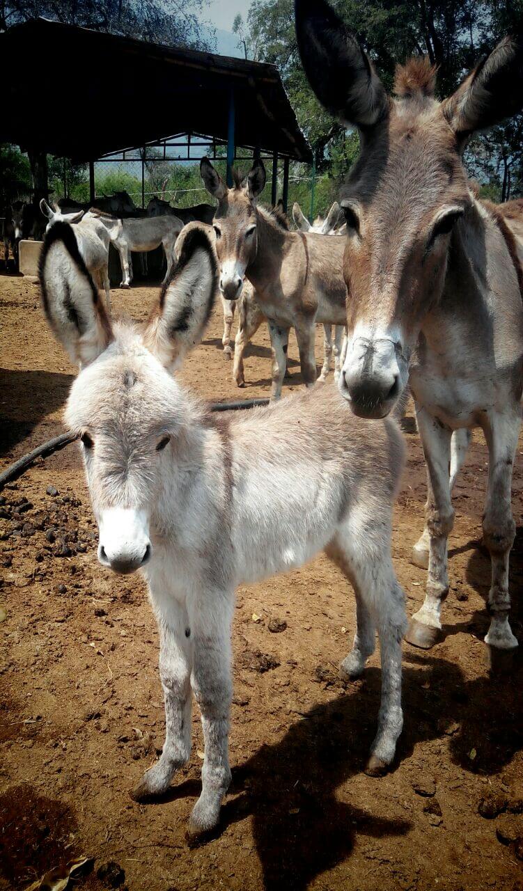 A Bright Future for Lavender the Donkey Foal - Animal Rahat