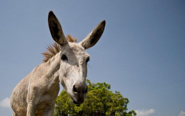 From the Vaults: Revisiting Three Popular Posts - Animal Rahat