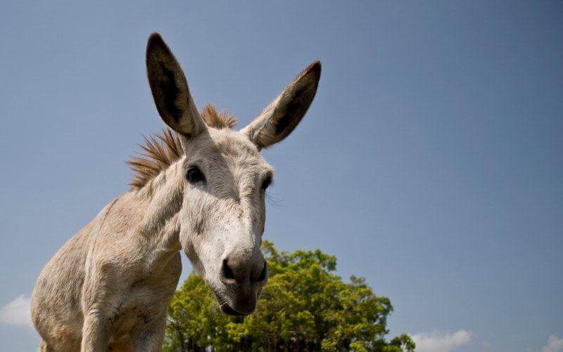 From the Vaults: Revisiting Three Popular Posts - Animal Rahat