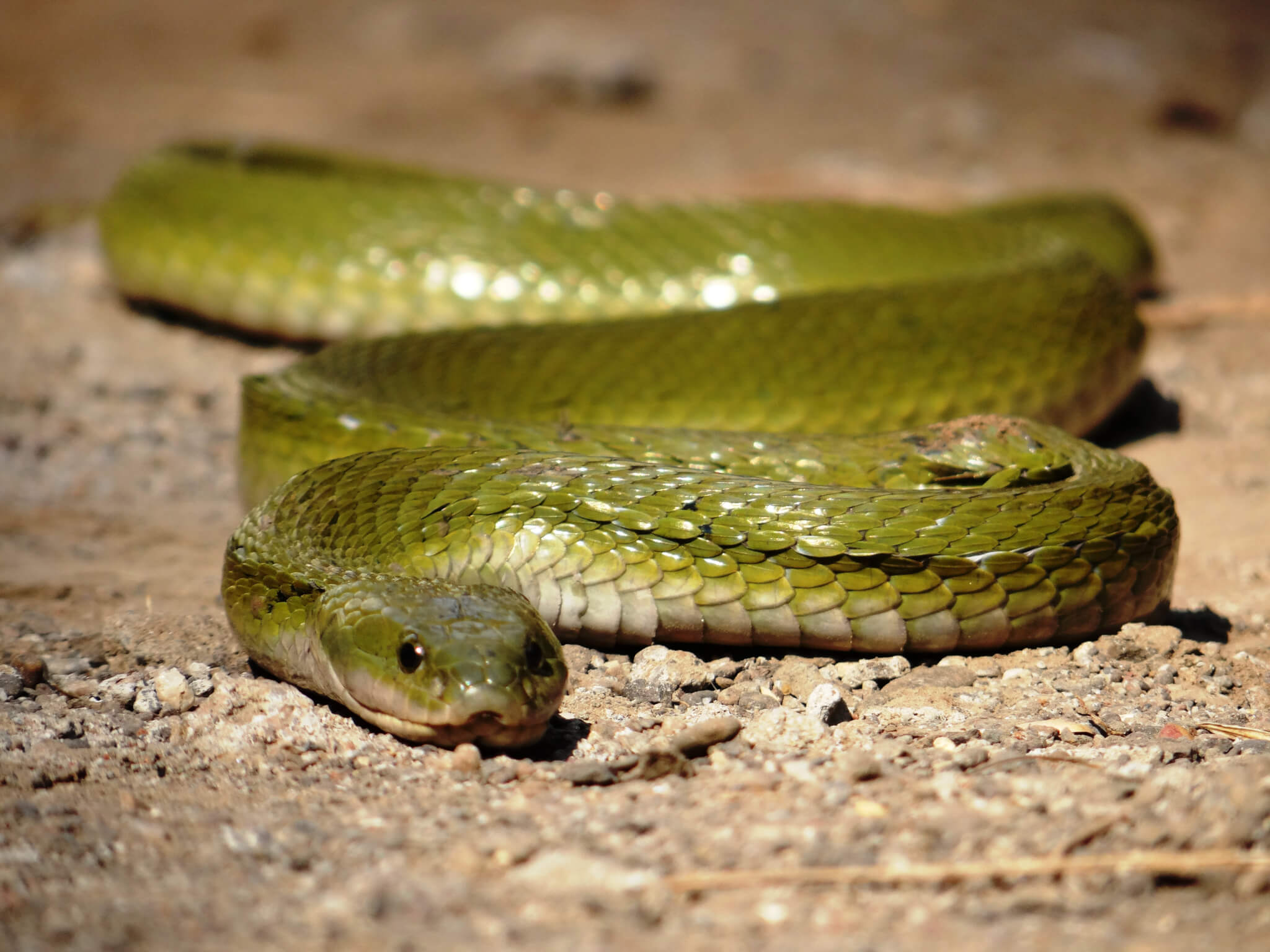 From the Vaults: Revisiting Three Popular Posts - Animal Rahat