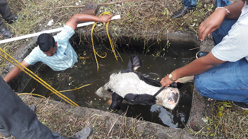 Six feet deep with no way out - Animal Rahat