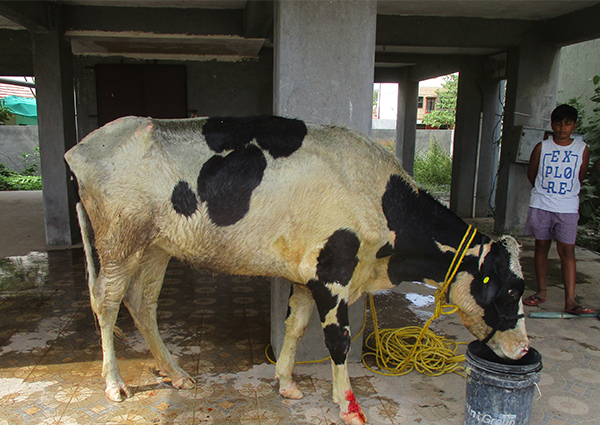 Six feet deep with no way out - Animal Rahat