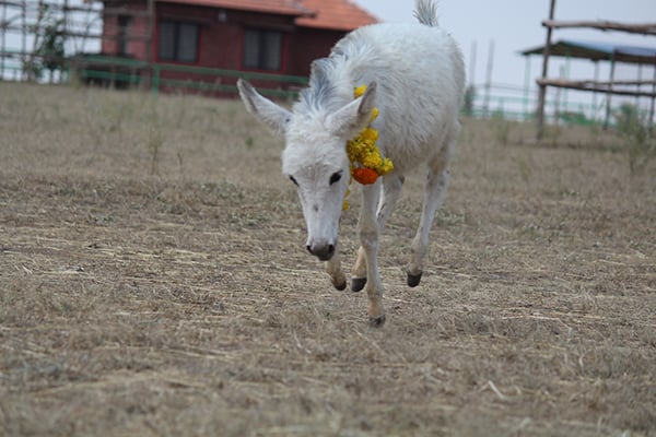 Celebrating Diwali, Sanctuary Style - Animal Rahat