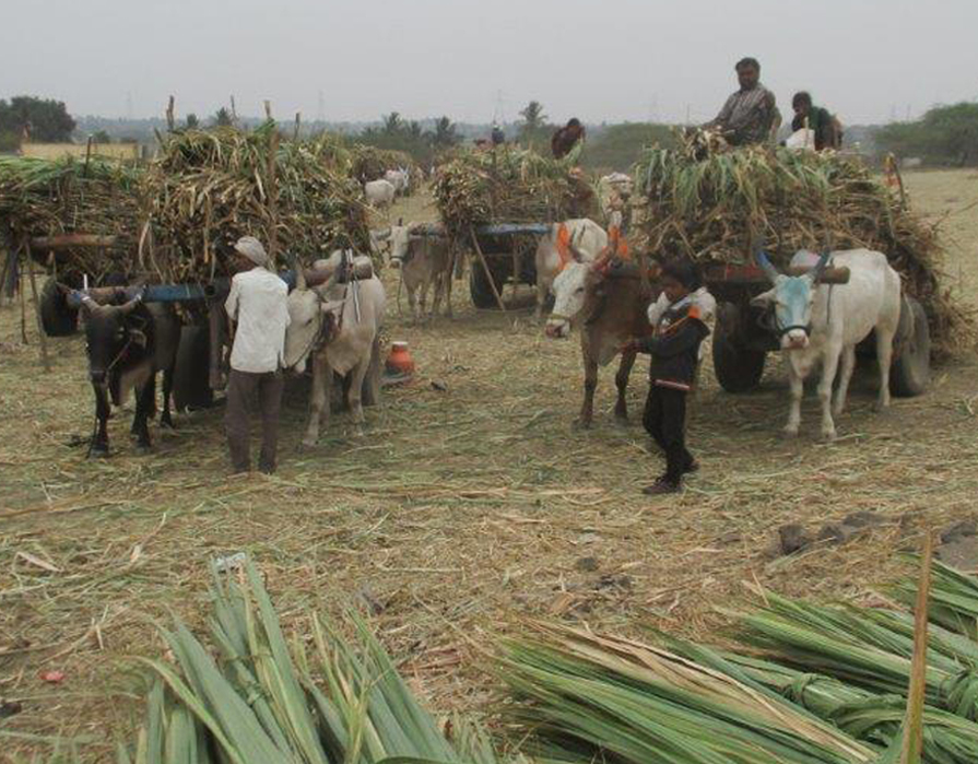 Revolutionizing the sugarcane industry, one factory at a time | Animal ...