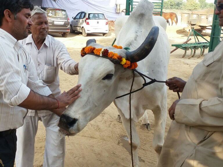 E-Rickshaw Owners Driven to Tears of Joy - Animal Rahat