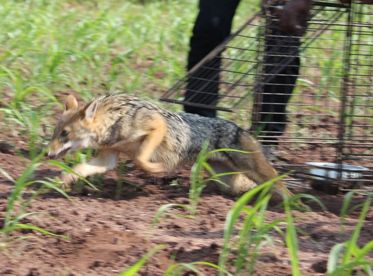 Terrified Jackal Saved From the Brink of Drowning - Animal Rahat