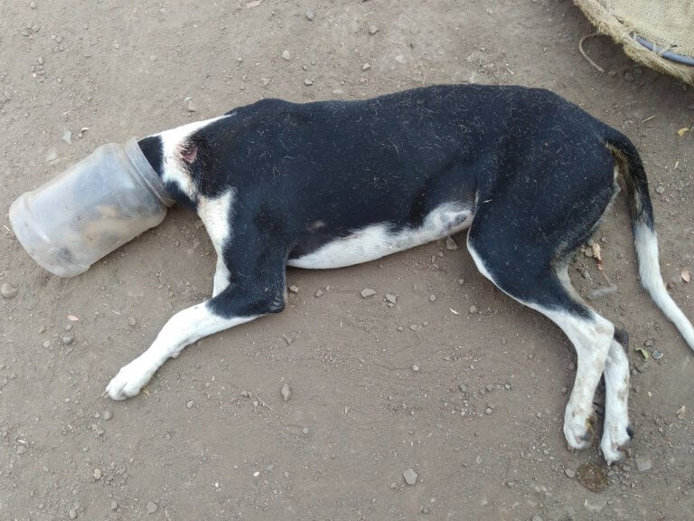 Hunger Led Ameesha Into a Death Trap - Animal Rahat