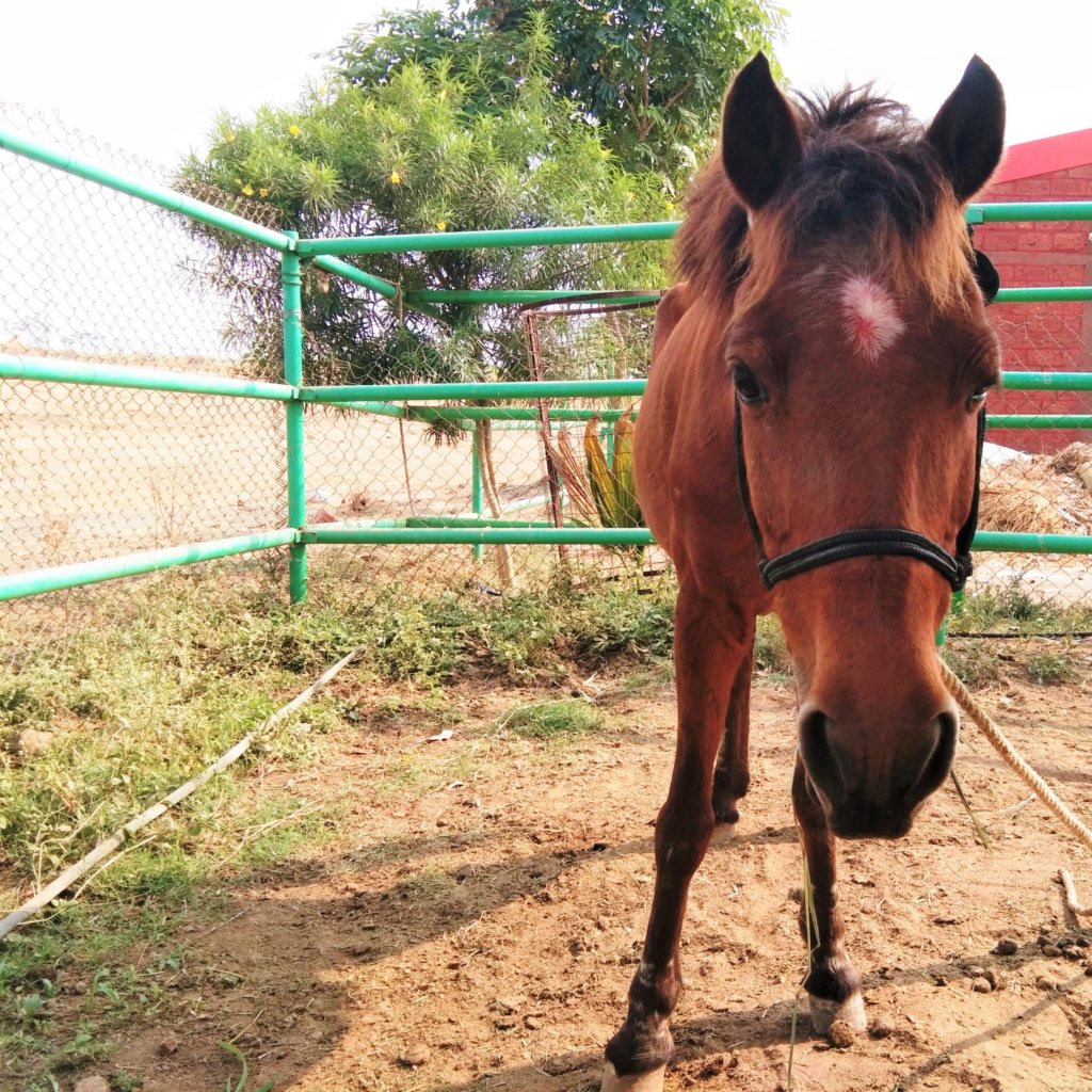 Ponies Pulled From a Life Spent Pulling Others - Animal Rahat