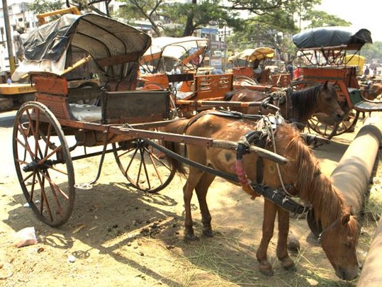 Ponies Pulled From a Life Spent Pulling Others - Animal Rahat