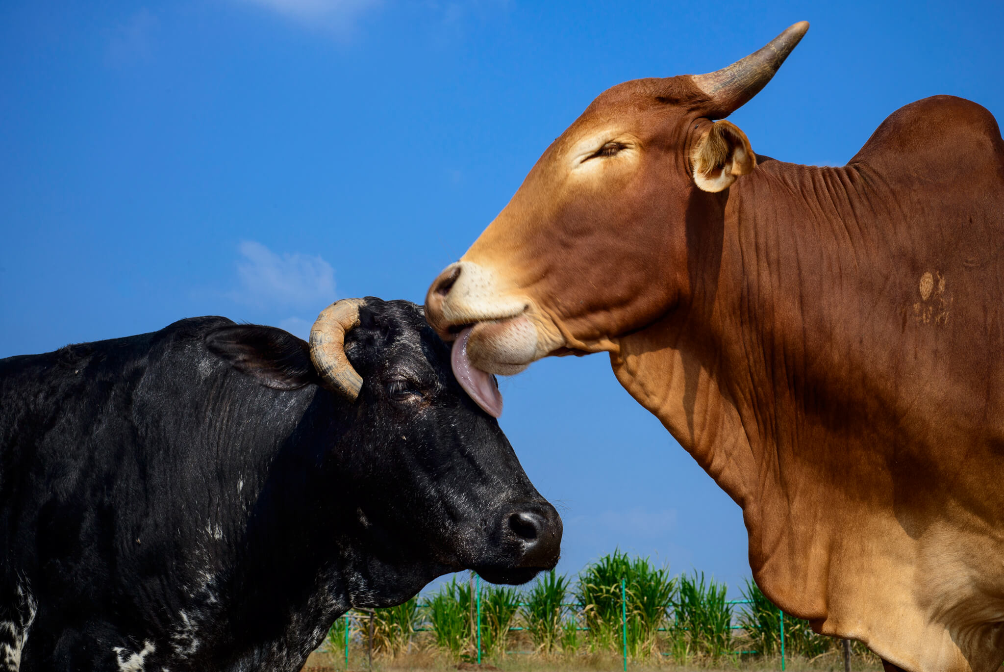 The Sanctuaries - Animal Rahat