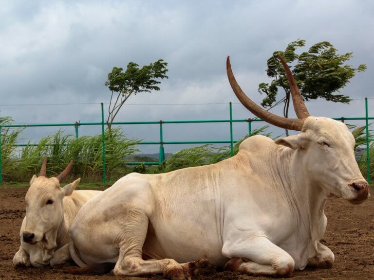 Bullocks - Animal Rahat