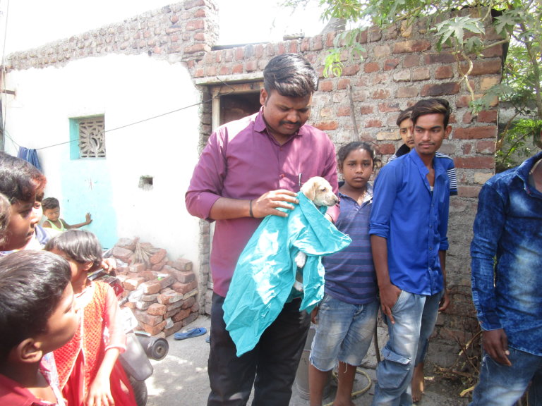 Homeless Puppy Is Homeless No More - Animal Rahat