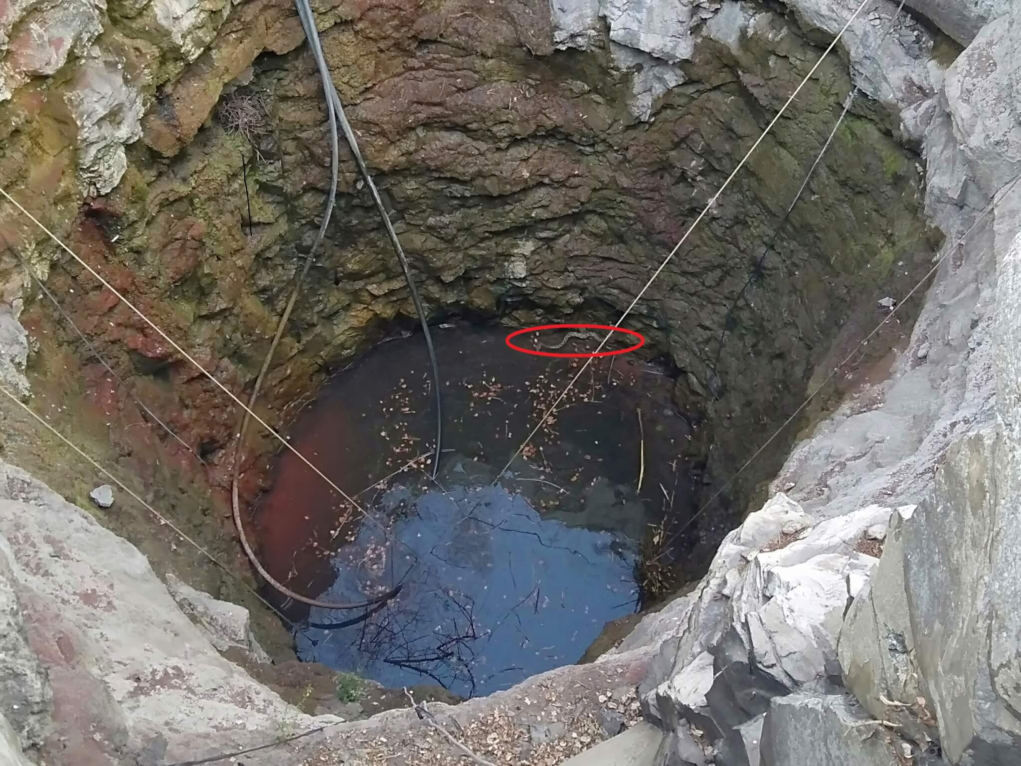 How Long Might These Snakes Have Suffered? - Animal Rahat