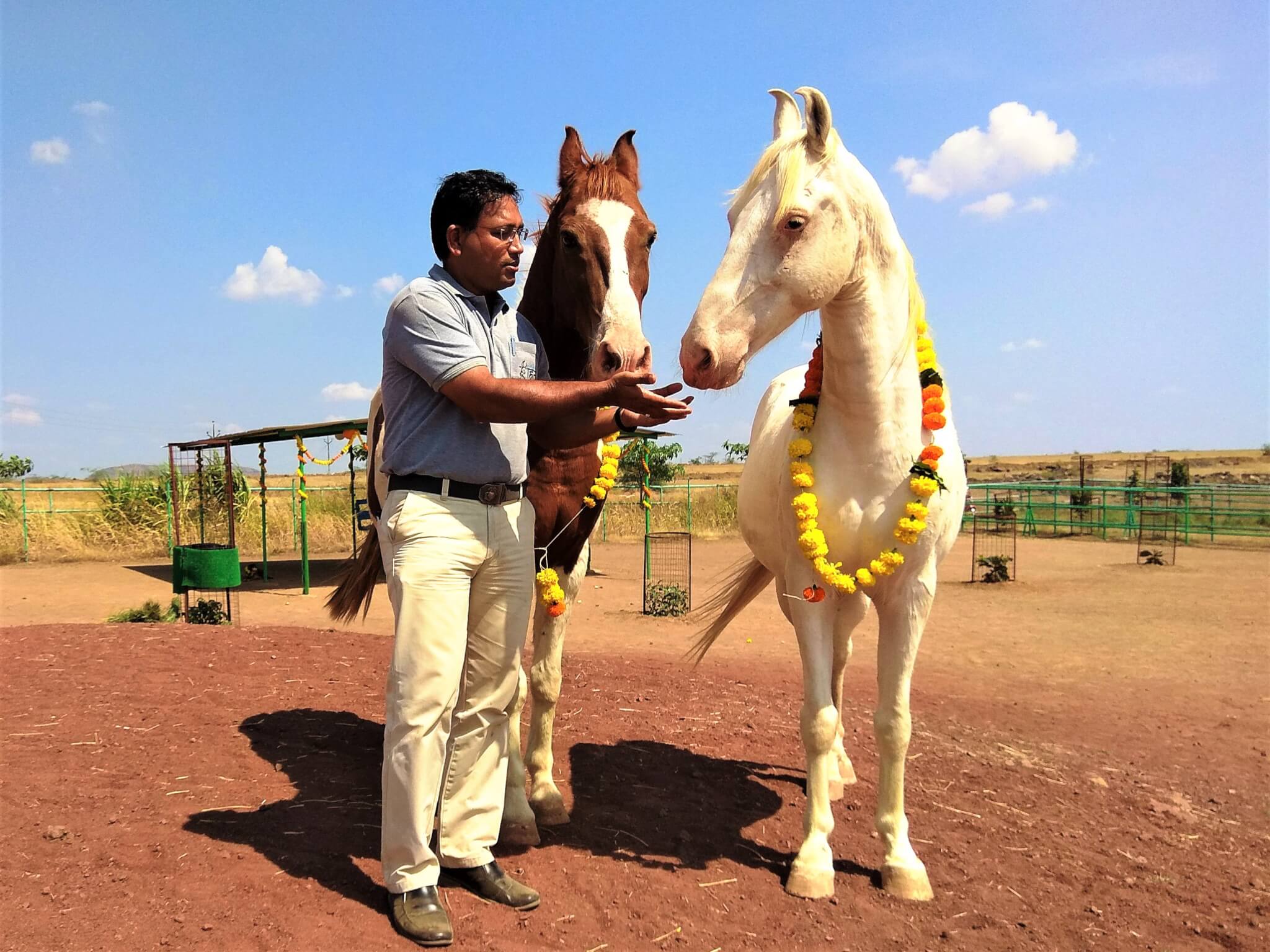 It's Almost Time for Diwali! - Animal Rahat