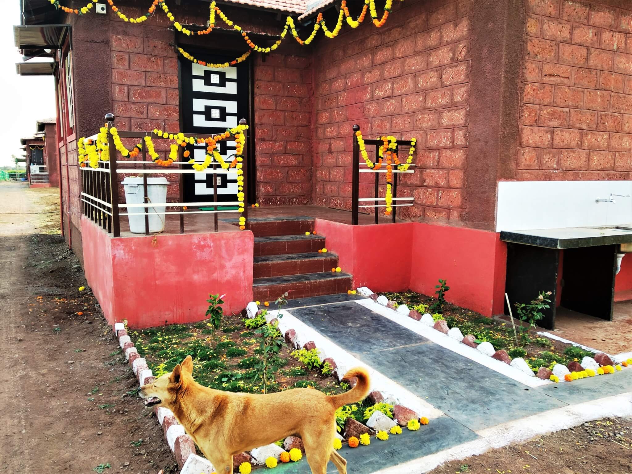 It's Almost Time for Diwali! - Animal Rahat