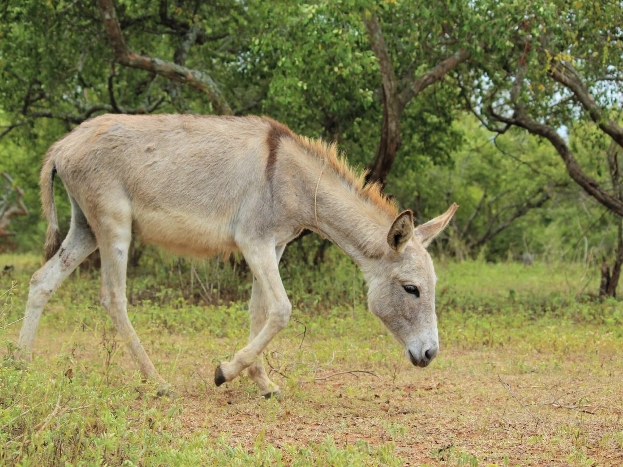 Rescuing Lucky Lavender - Animal Rahat