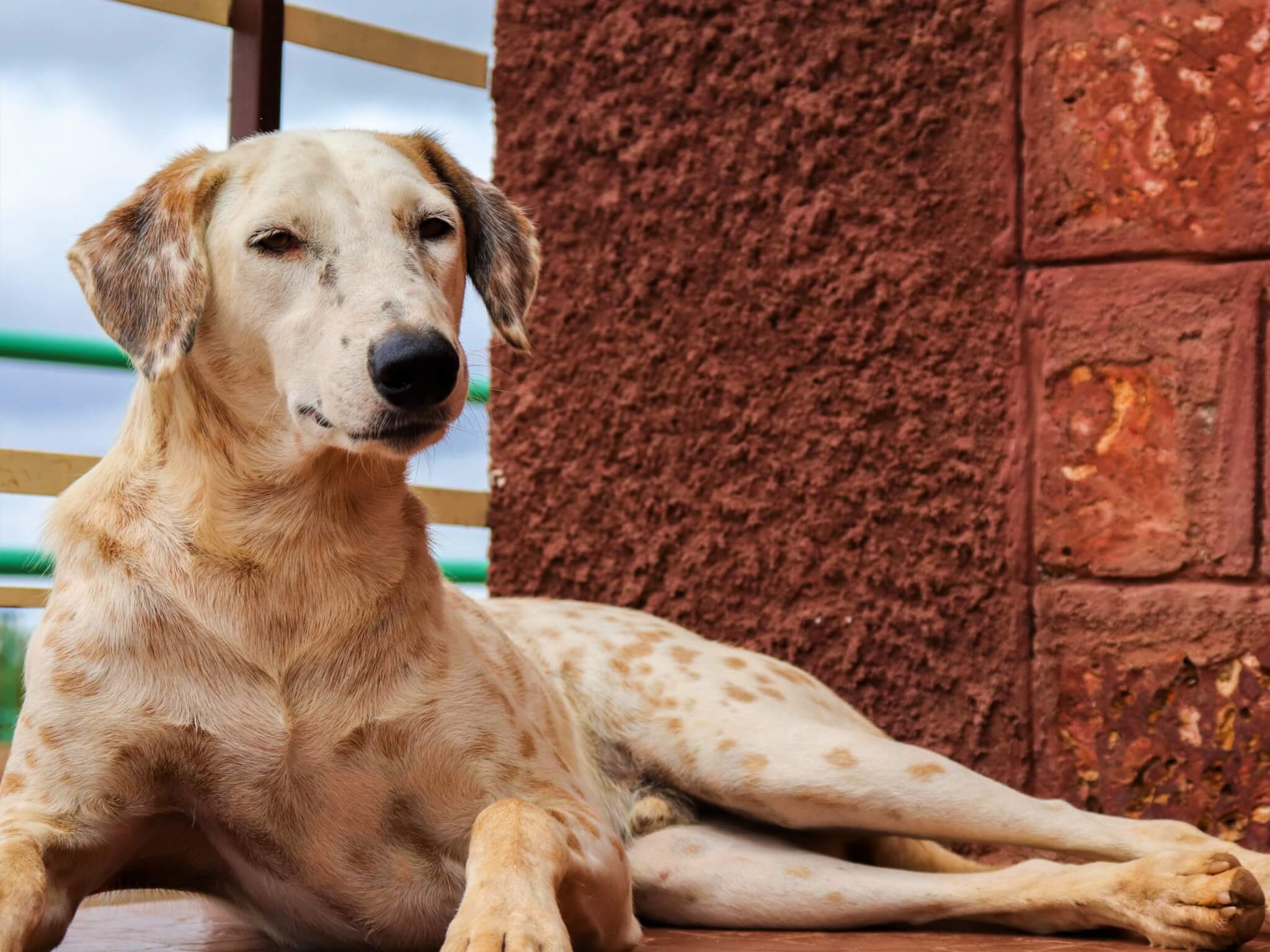 Remembering Tommy - Animal Rahat