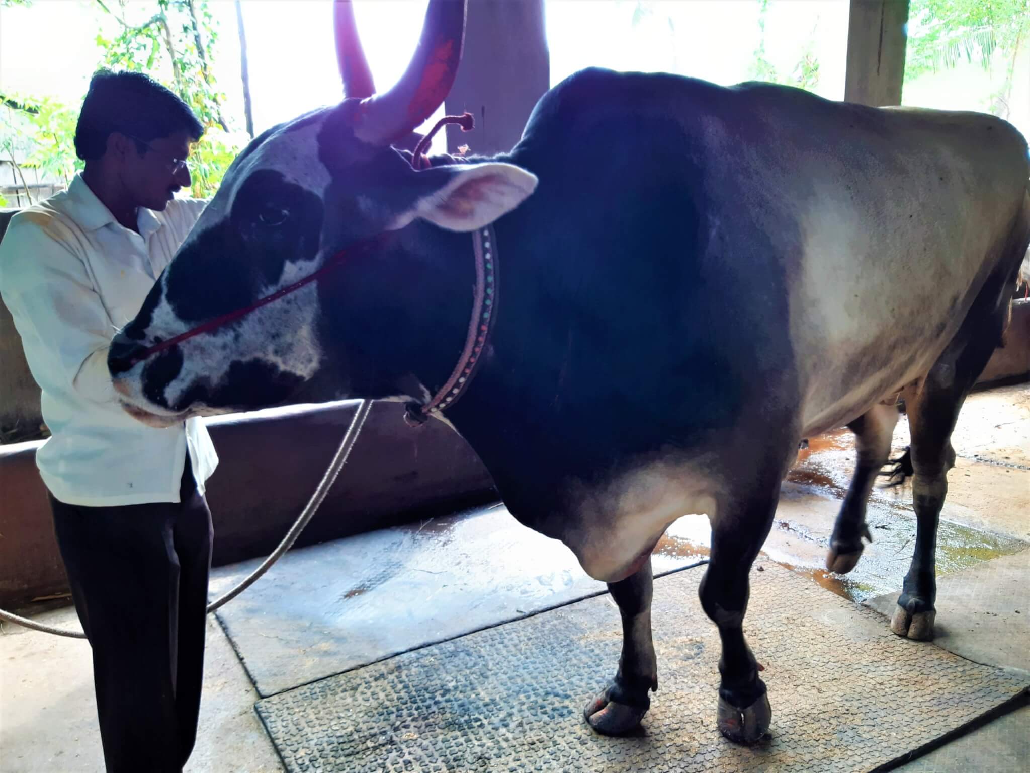 Relief for Gentle Gajja - Animal Rahat