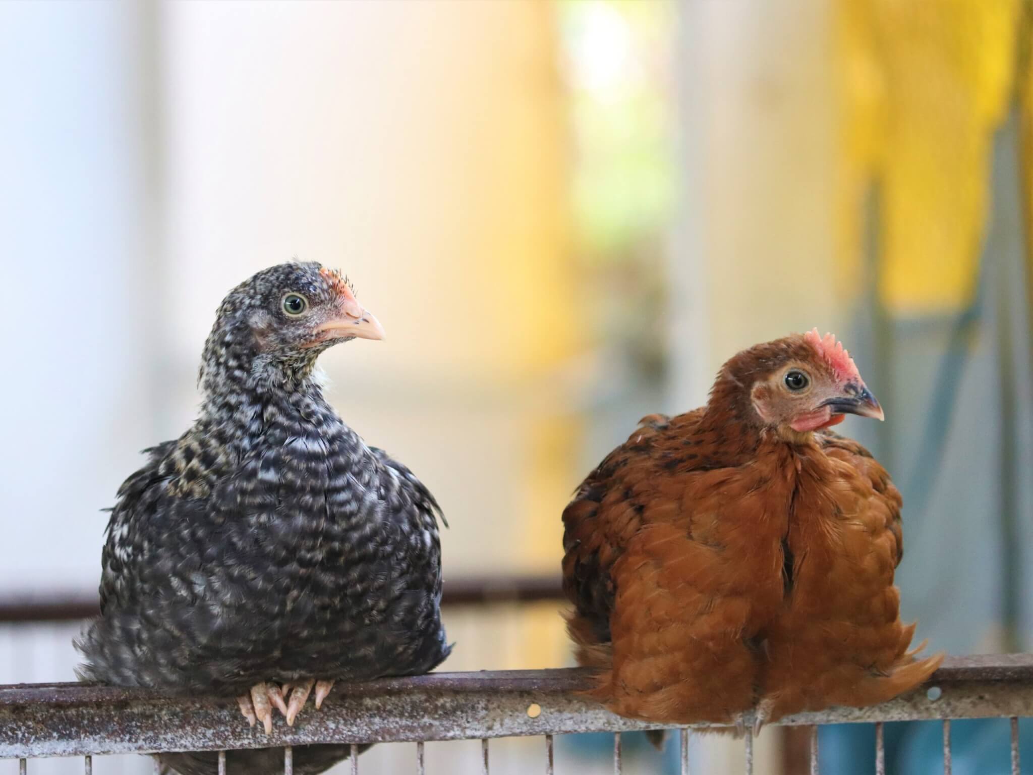 Checking In on Rescued Chickens - Animal Rahat