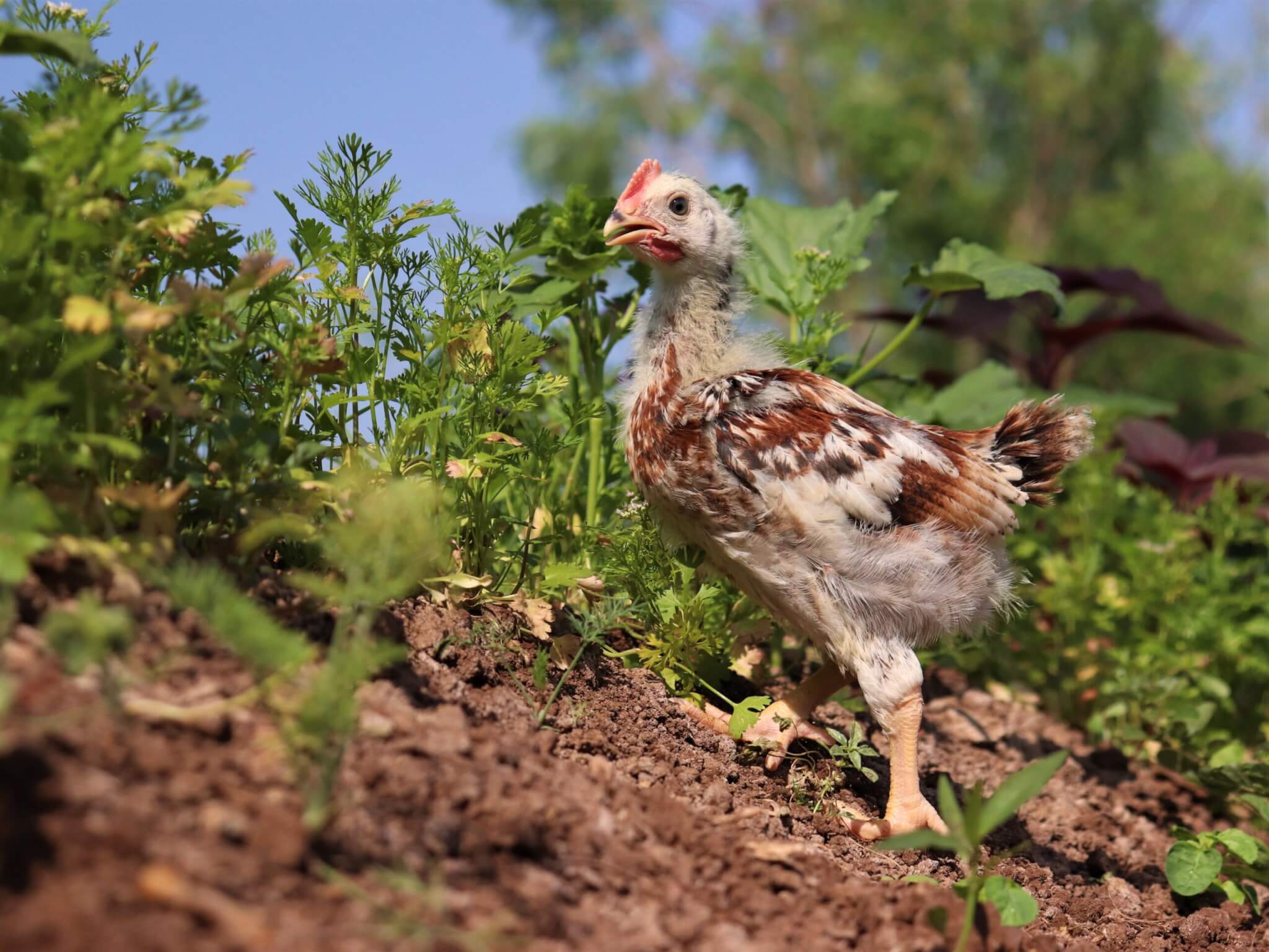 Checking In on Rescued Chickens - Animal Rahat
