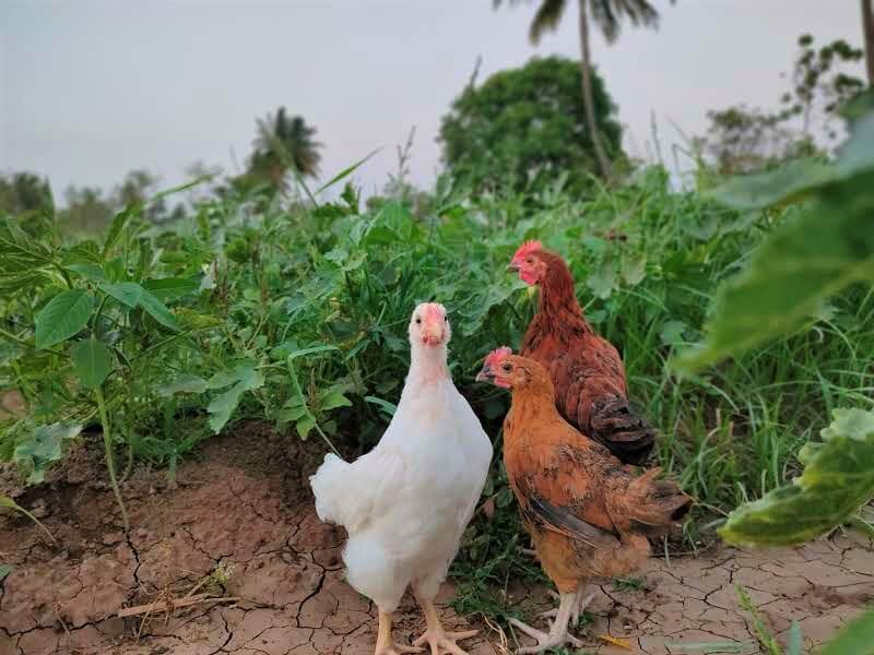 Checking In on Rescued Chickens - Animal Rahat