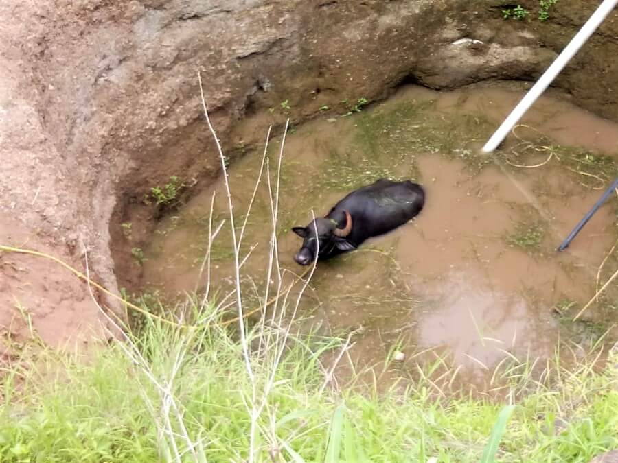 Jasmin the Buffalo Is Back on Dry Land - Animal Rahat