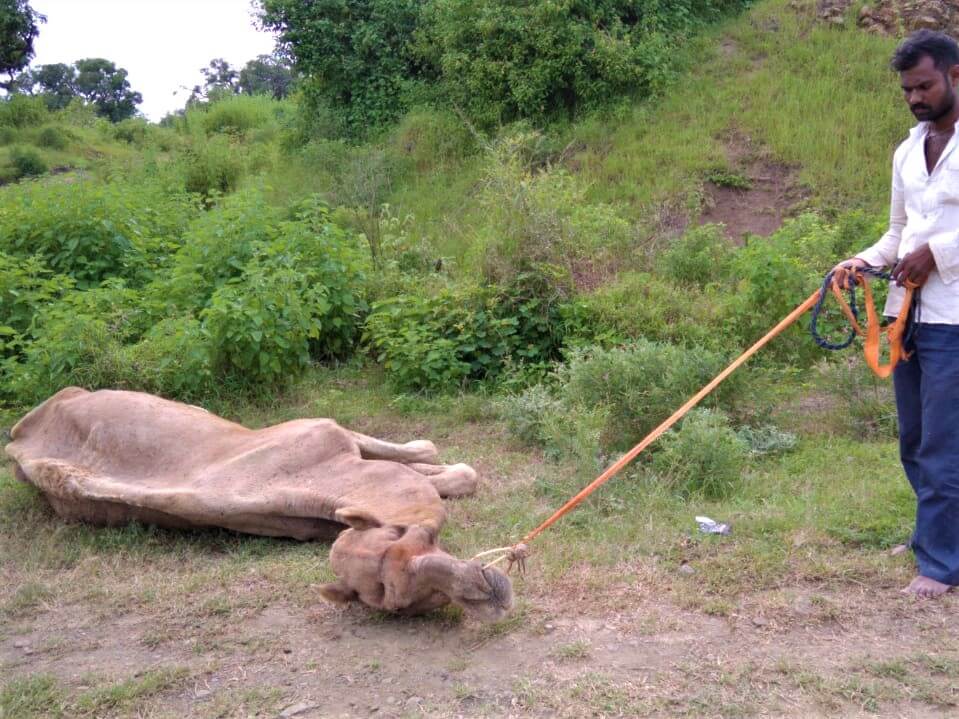 Abandoned, Sick, and Starving Camel Finds Sanctuary | Animal Rahat