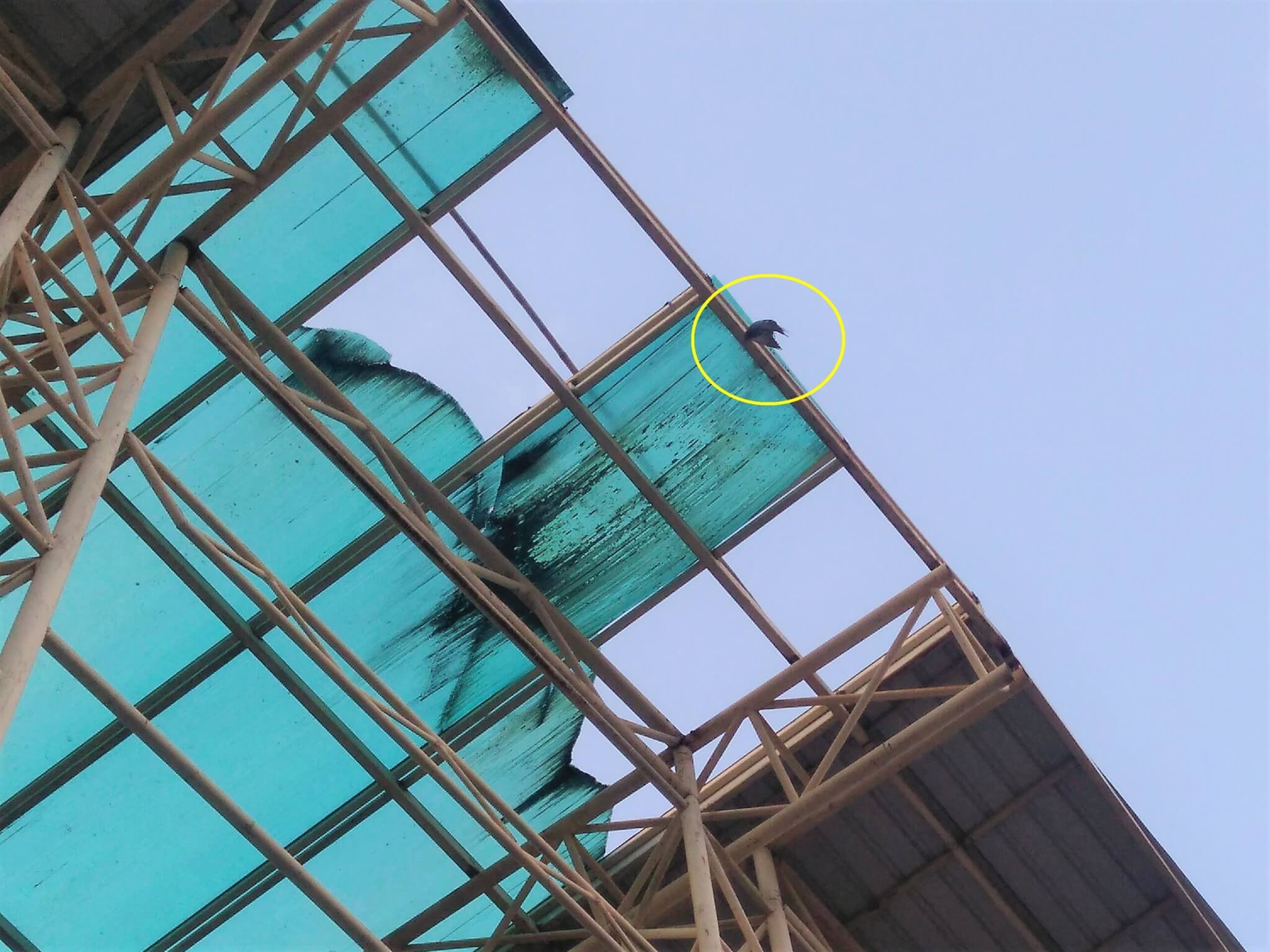 Vulnerable Bird Dangling by a Wing - Animal Rahat