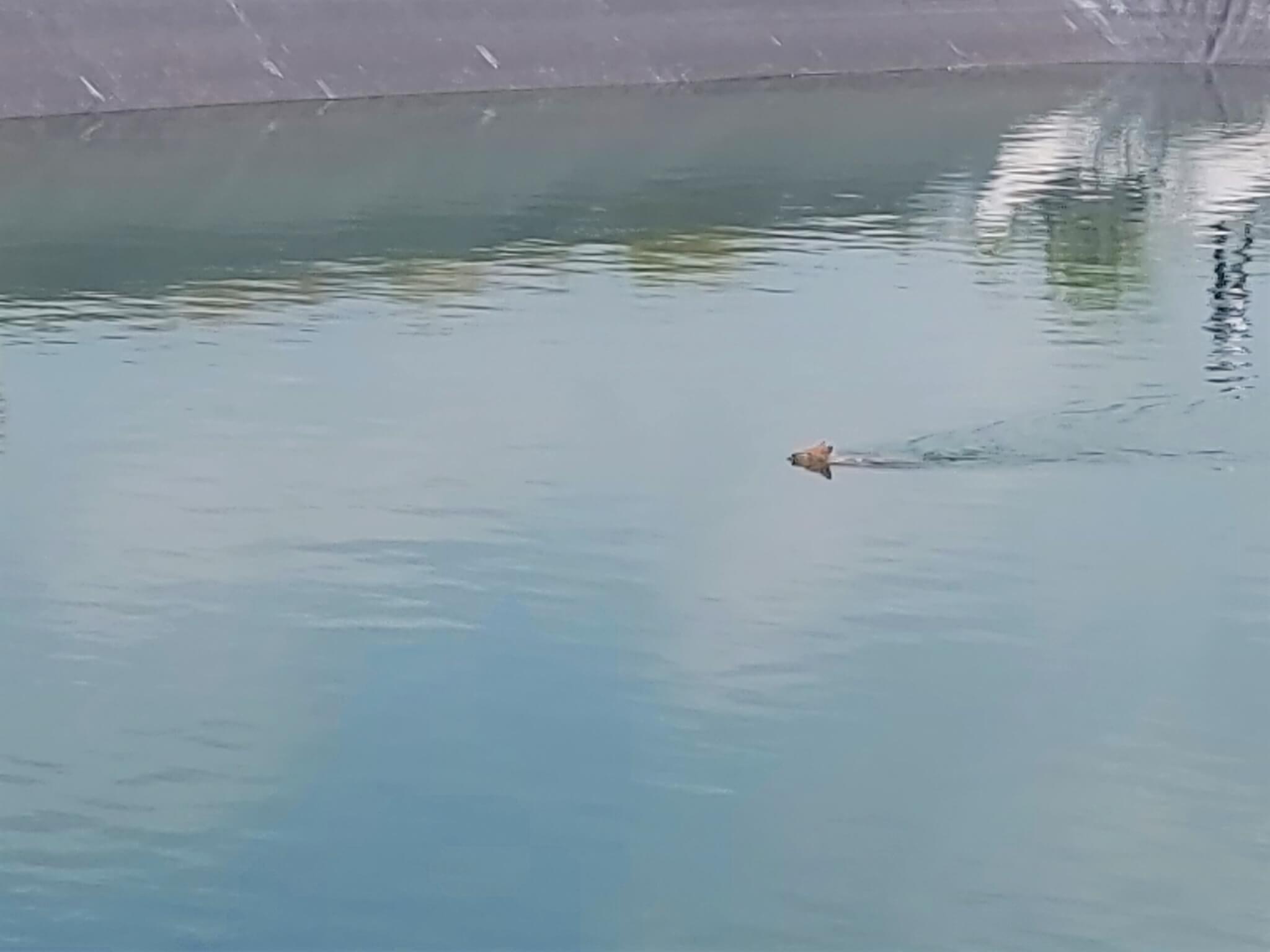 Desperate Jackal Spends 24 Hours Swimming for His Life - Animal Rahat