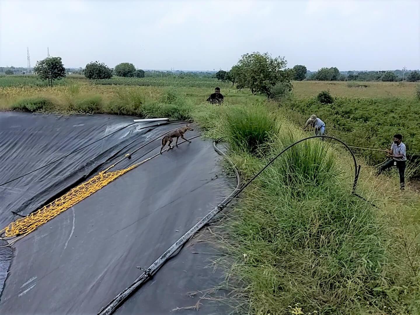 Desperate Jackal Spends 24 Hours Swimming for His Life - Animal Rahat