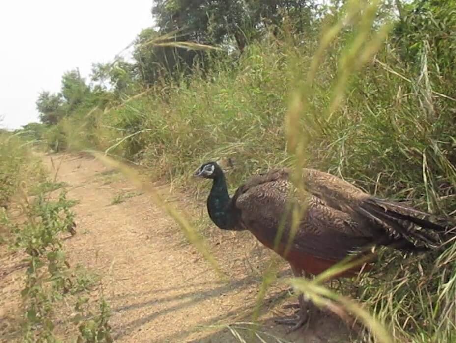 Healing a Desperately Sick Peacock - Animal Rahat
