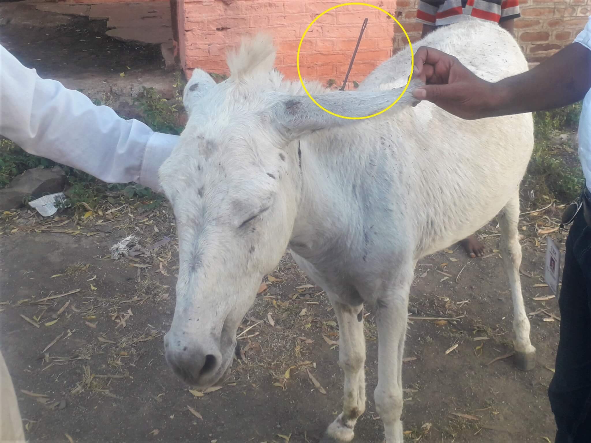 Helping a Sick Donkey Injured by Folk Remedy - Animal Rahat