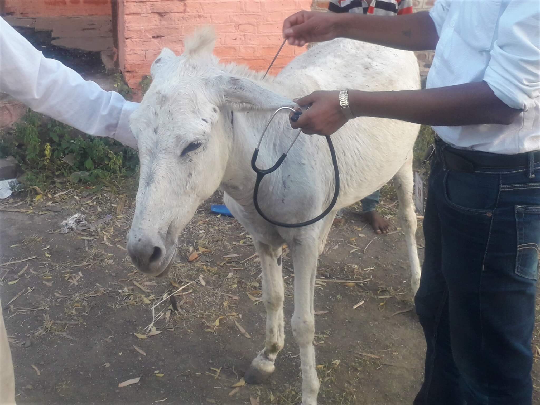 Helping a Sick Donkey Injured by Folk Remedy - Animal Rahat