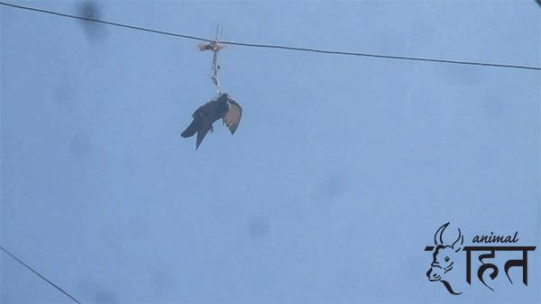 Pigeon Tangled in Kite String and Dangling From a Wire | Animal Rahat