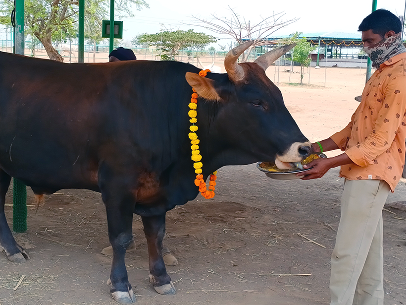 PHOTO GALLERY: Animal Rahat celebrates Holi and Gudi Padwa | Animal Rahat