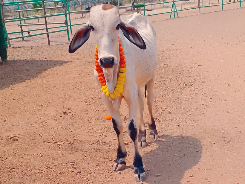 PHOTO GALLERY: Animal Rahat celebrates Holi and Gudi Padwa | Animal Rahat
