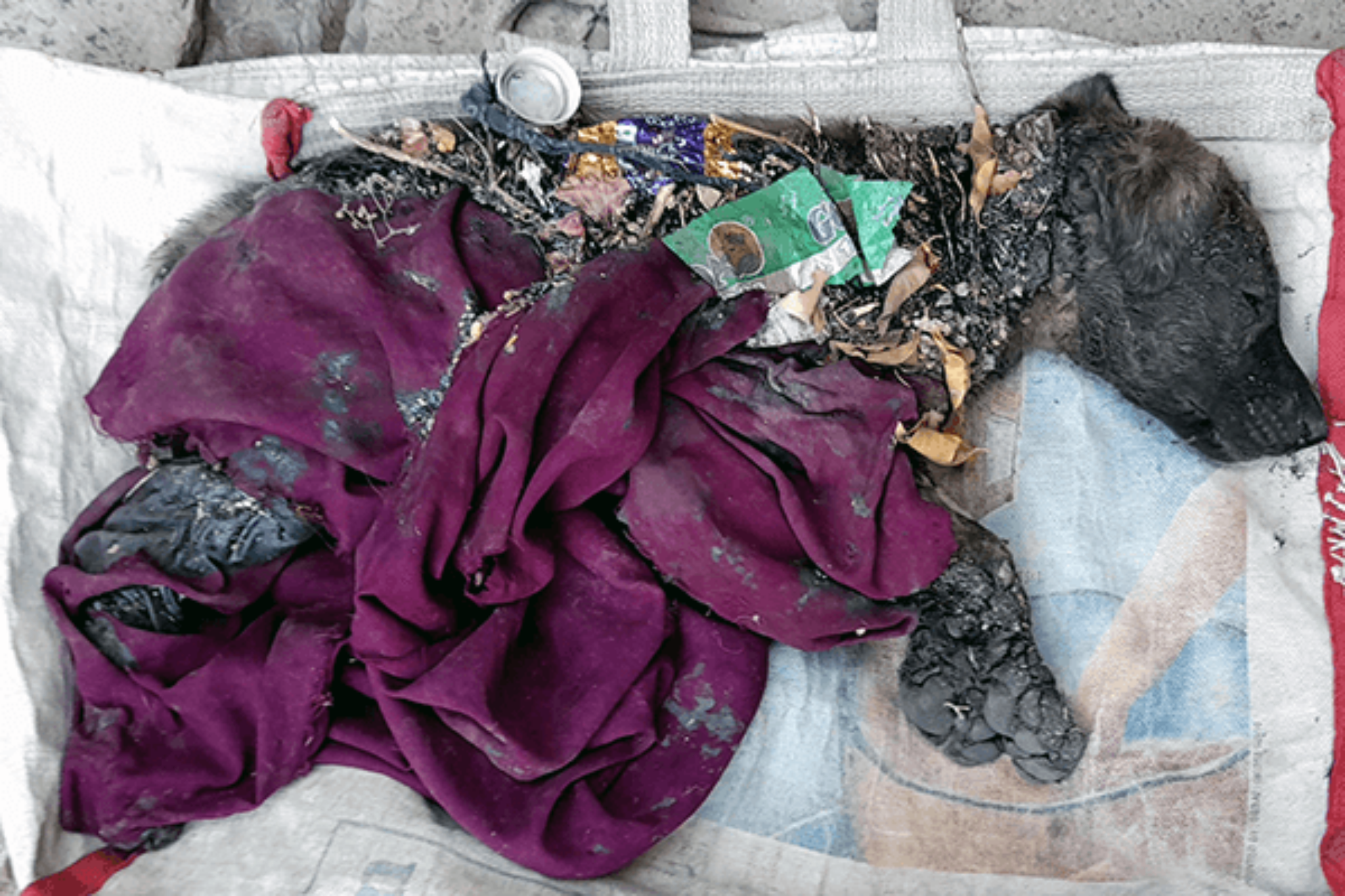 A Remarkable Transformation for Two Puppies Covered With Tar - Animal Rahat