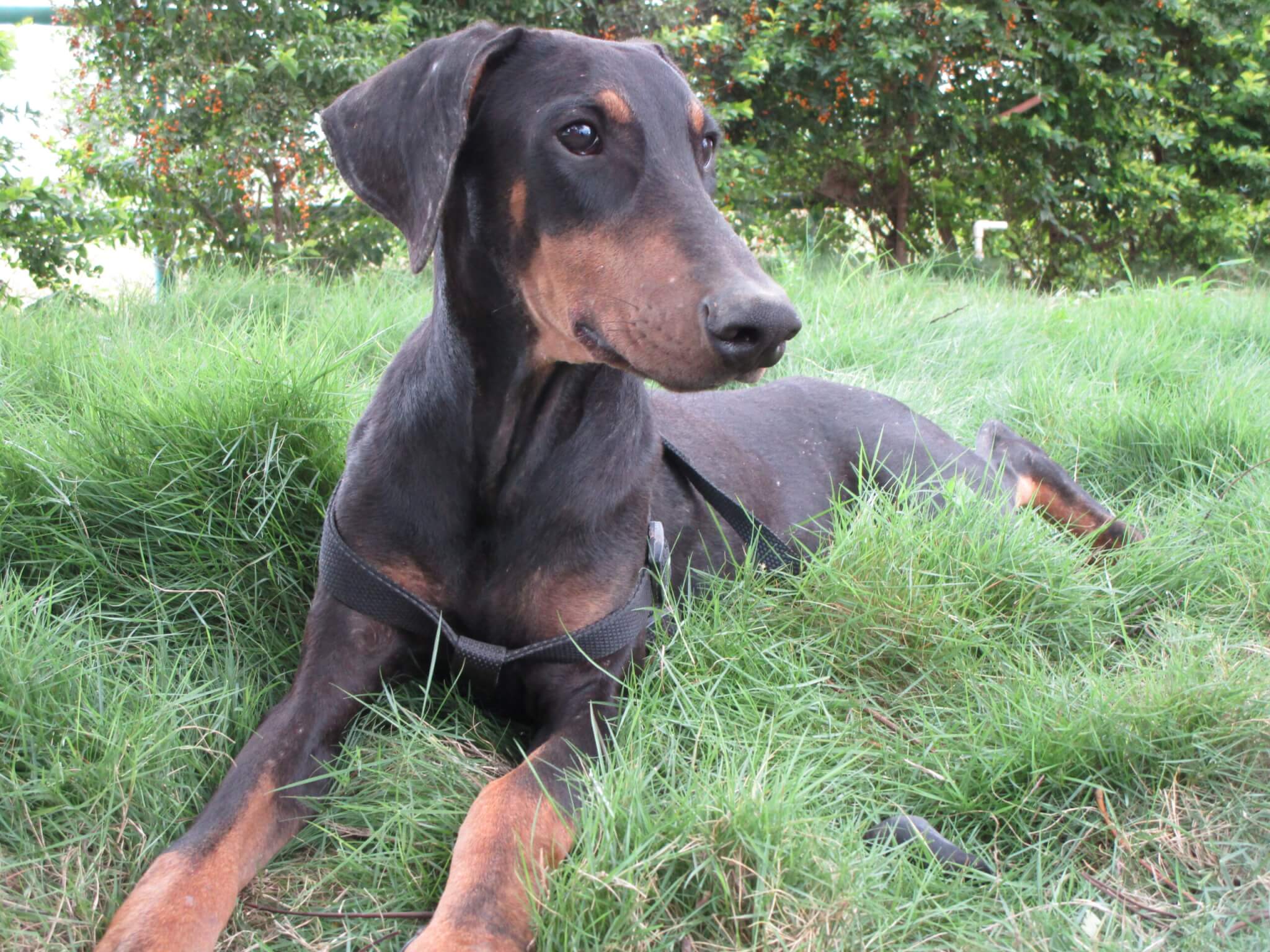 Imprisoned Dogs Get a New Lease on Life - Animal Rahat