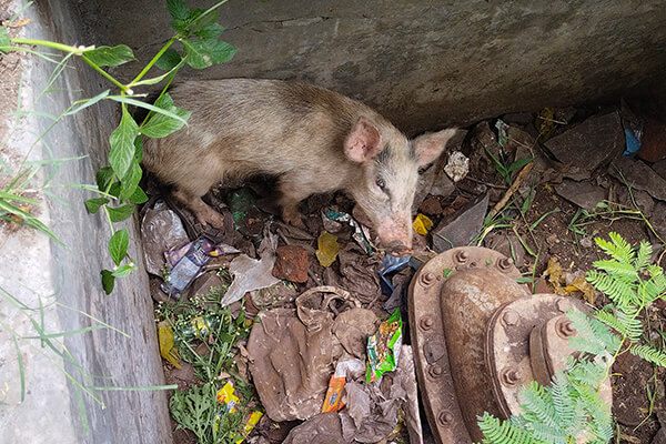 Trapped in an Inescapable Chamber: One Pig’s Story - Animal Rahat