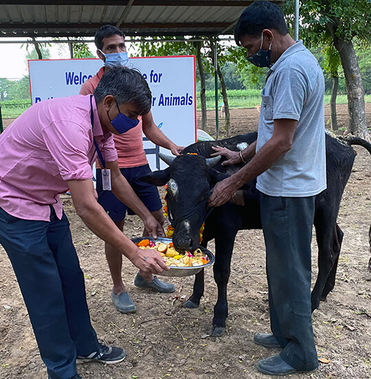 Rescued After an Animal Attack, Handsome Deva Is Healing Now - Animal Rahat