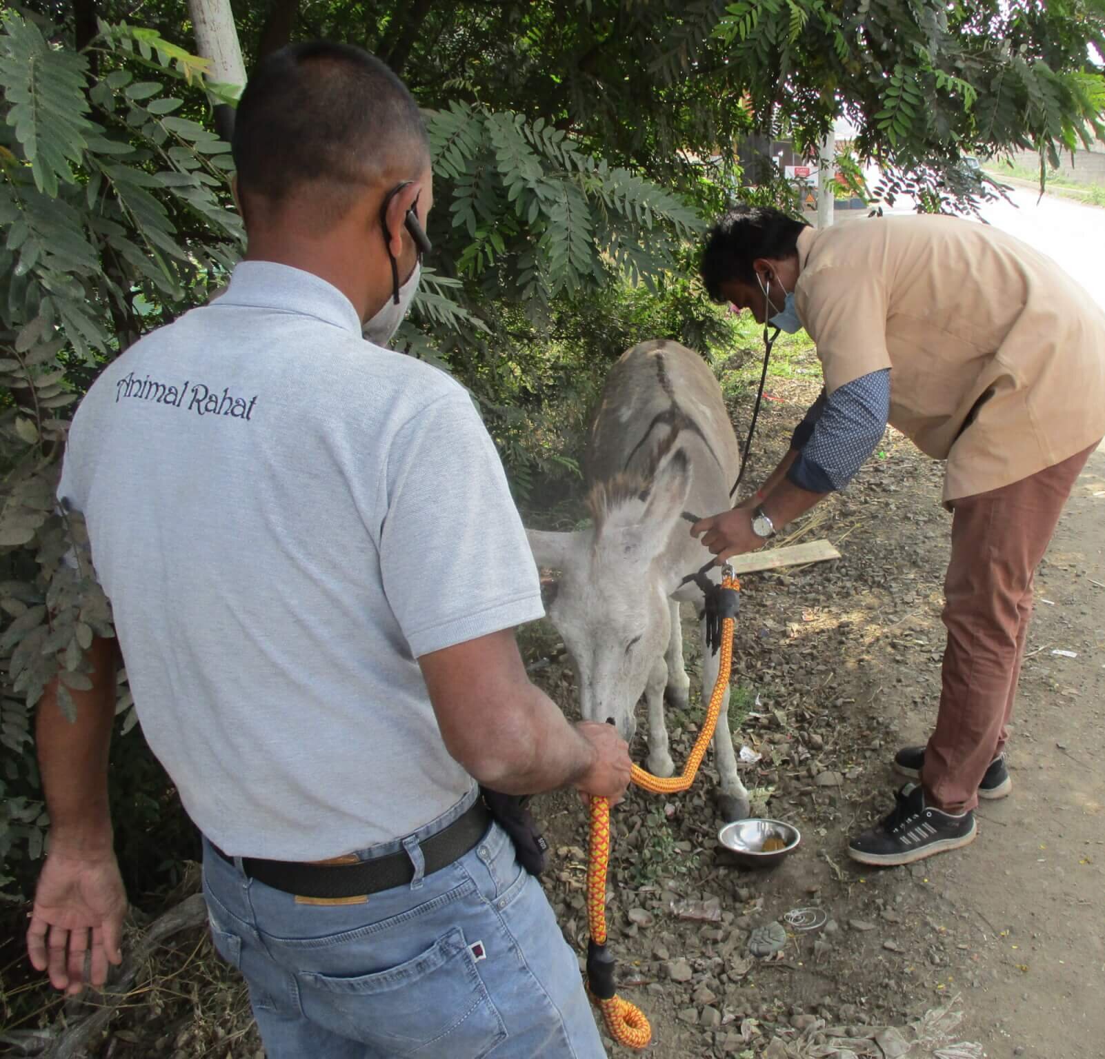 Donkey in Danger: Stuck on a Highway - Animal Rahat
