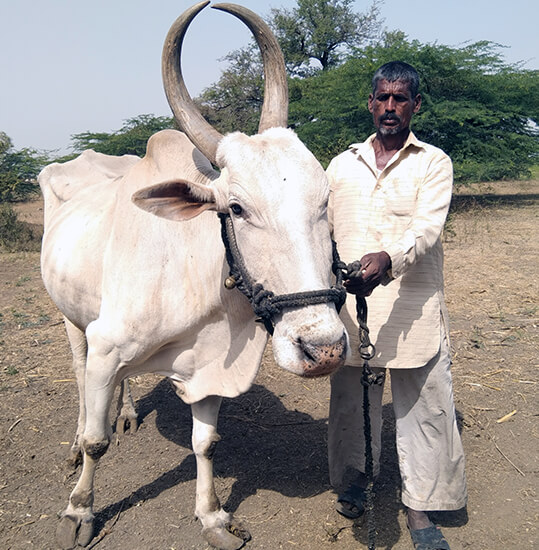 Carefree Retirement for 6 Bullocks - Animal Rahat