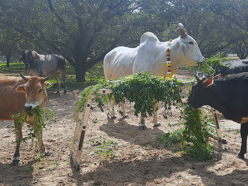 A Happy Holi for All - Animal Rahat